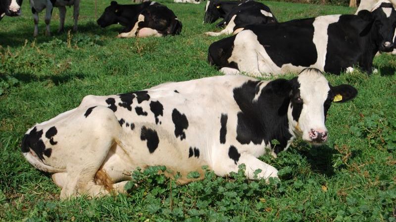 vaca – Mora Contenidos